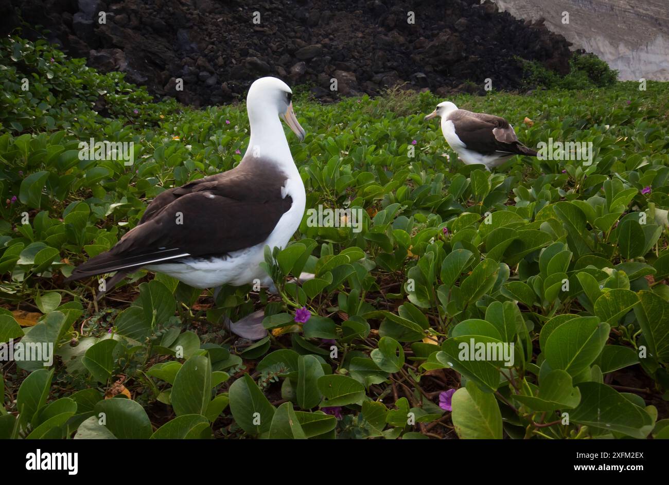 Iucn near threatened bird species hi-res stock photography and images ...