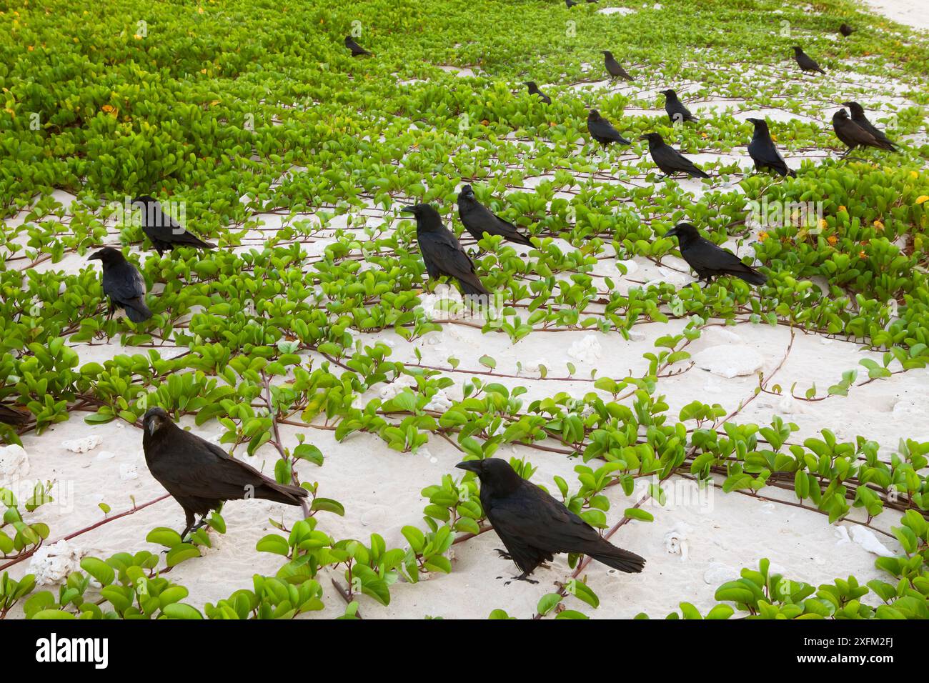 Unesco site crows hi-res stock photography and images - Alamy