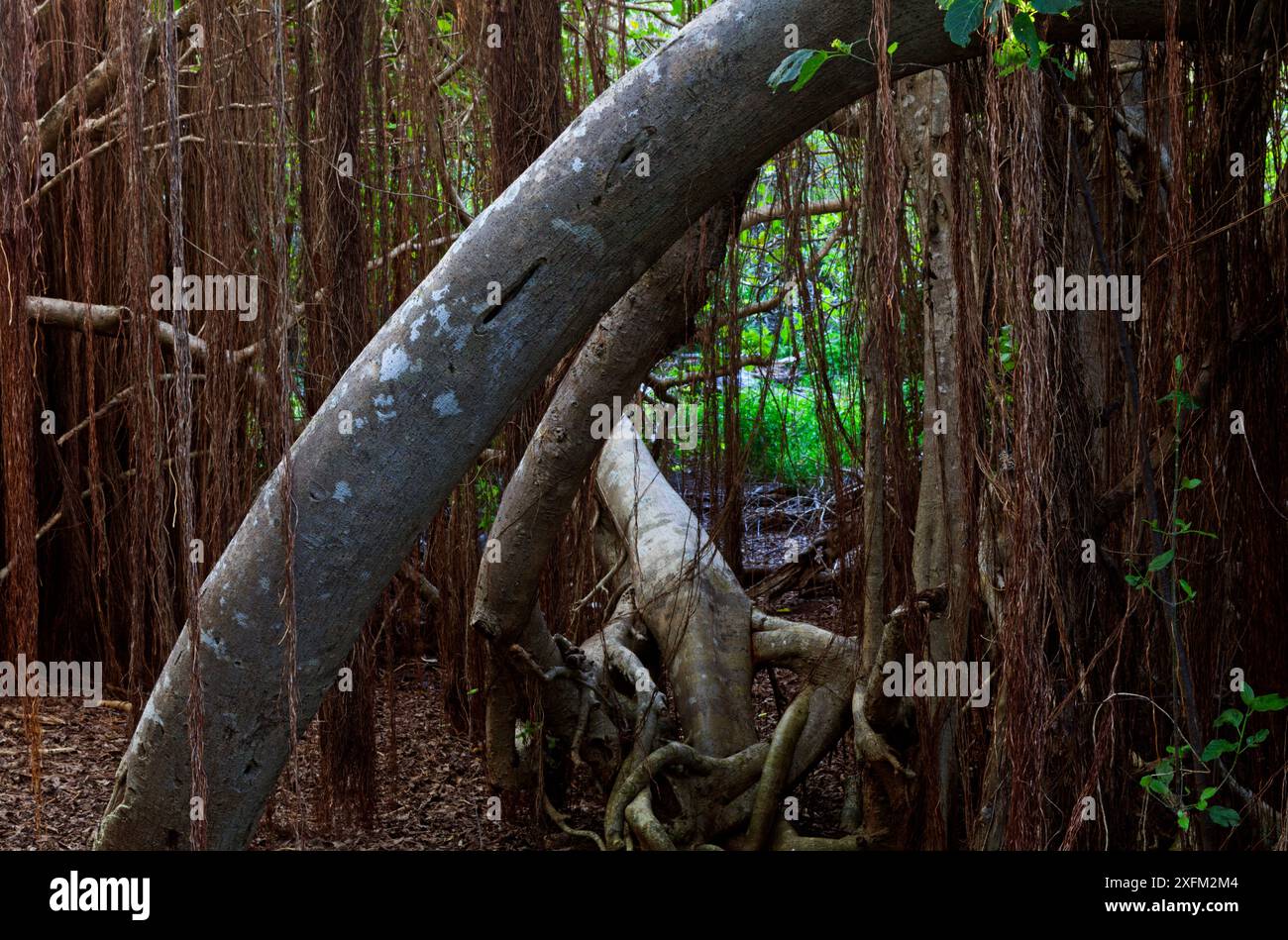 Fig Tree (Ficus cotinifolia), Socorro Island, Revillagigedo Archipelago ...