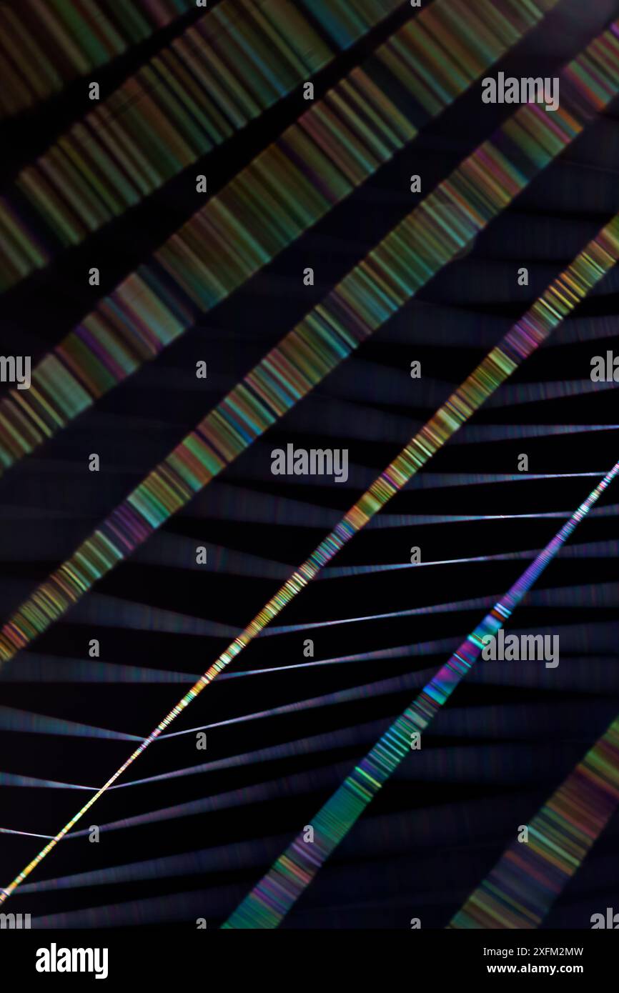 Orb Weaver Spider (Araneidae) web detail, Socorro Island, Revillagigedo ...