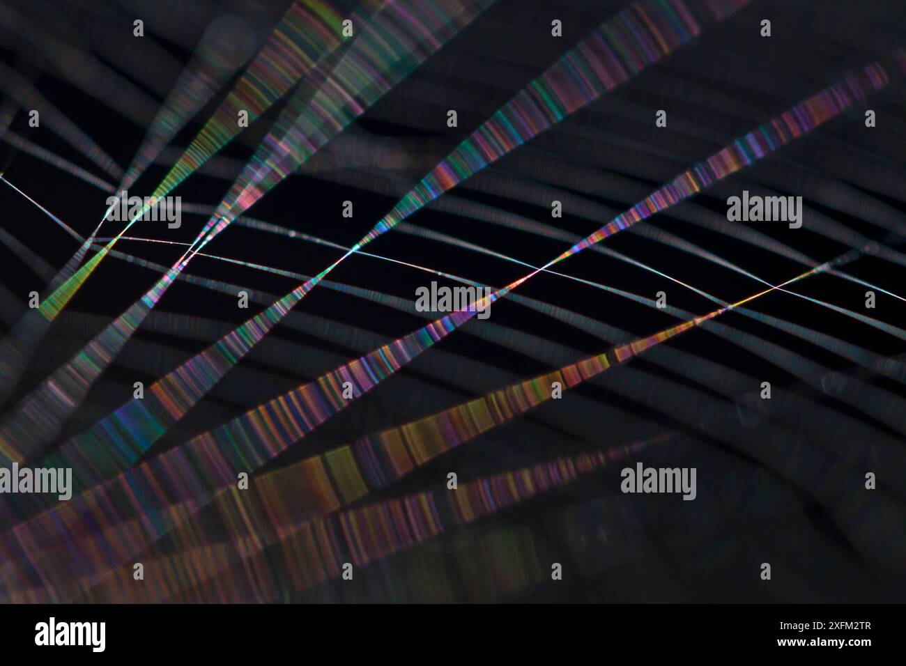 Orb Weaver Spider (Araneidae) web detail, Socorro Island, Revillagigedo ...
