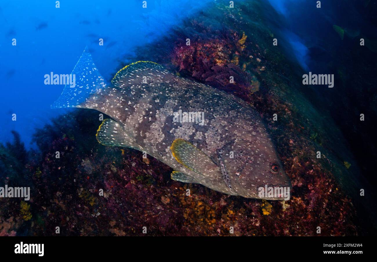 Leather Bass (Dermatolepis dermatolepis), Socorro Island, Revillagigedo ...