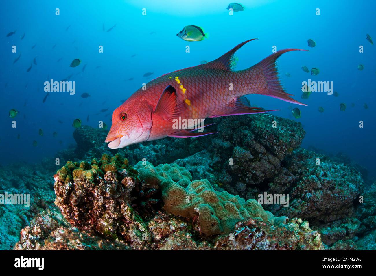 Western pacific islands coral reefs hi-res stock photography and images ...