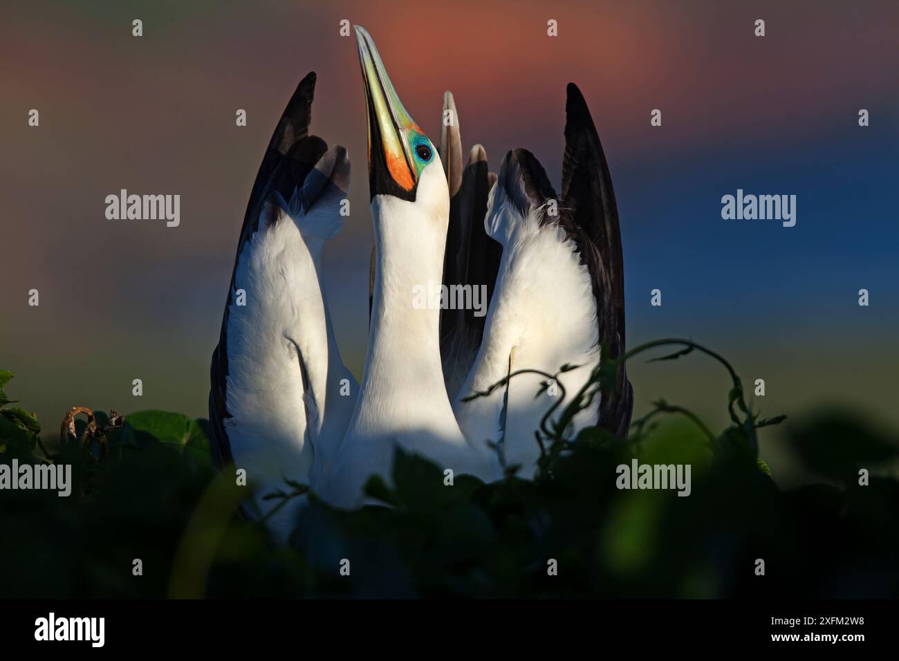 Red footed booby (Sula sula) courtship display, Clarion Island ...