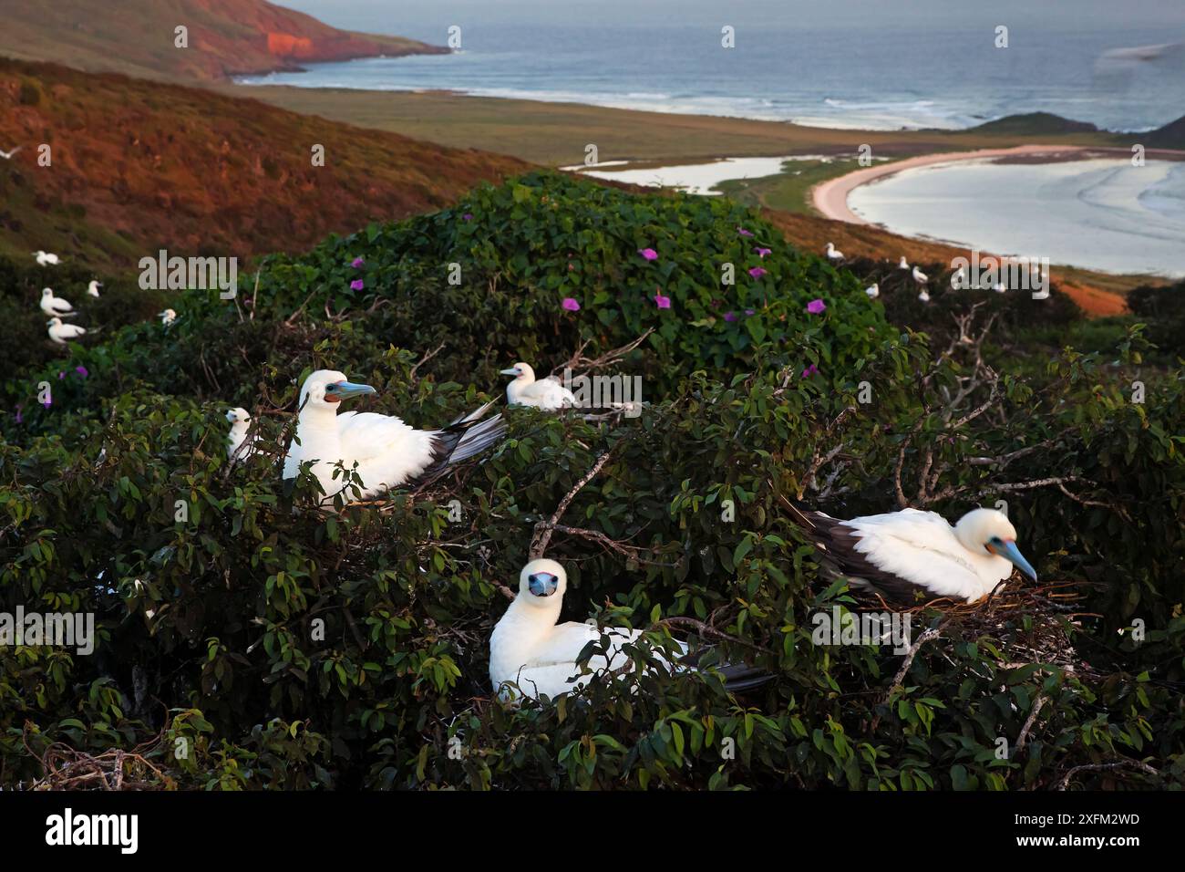 Red footed booby (Sula sula) colony, Clarion Island, Revillagigedo ...