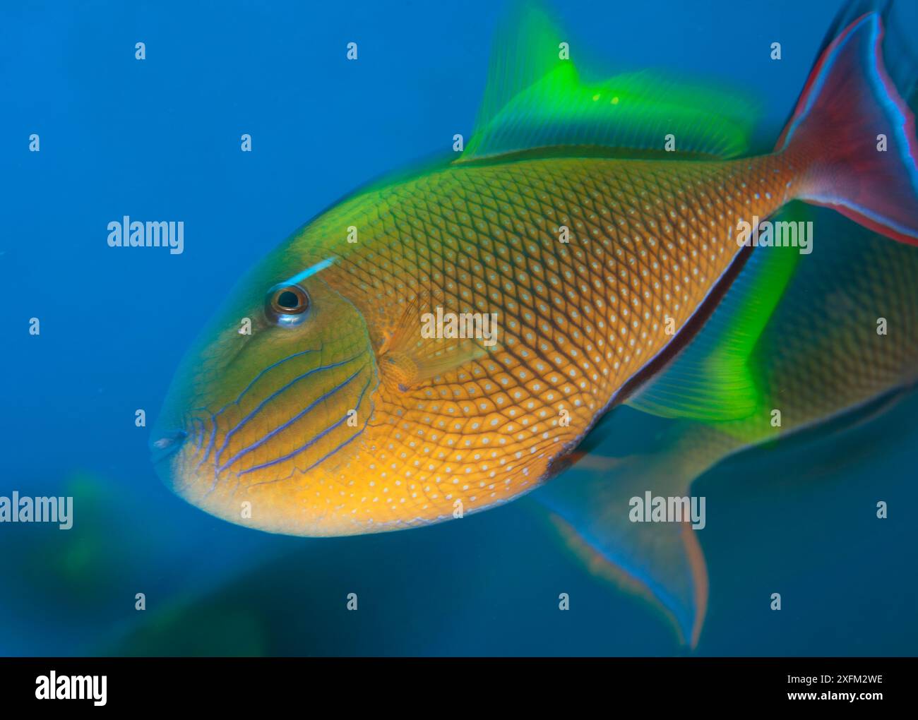 Redtail Triggerfish (Xanthichthys mento), Socorro Island, Revillagigedo ...
