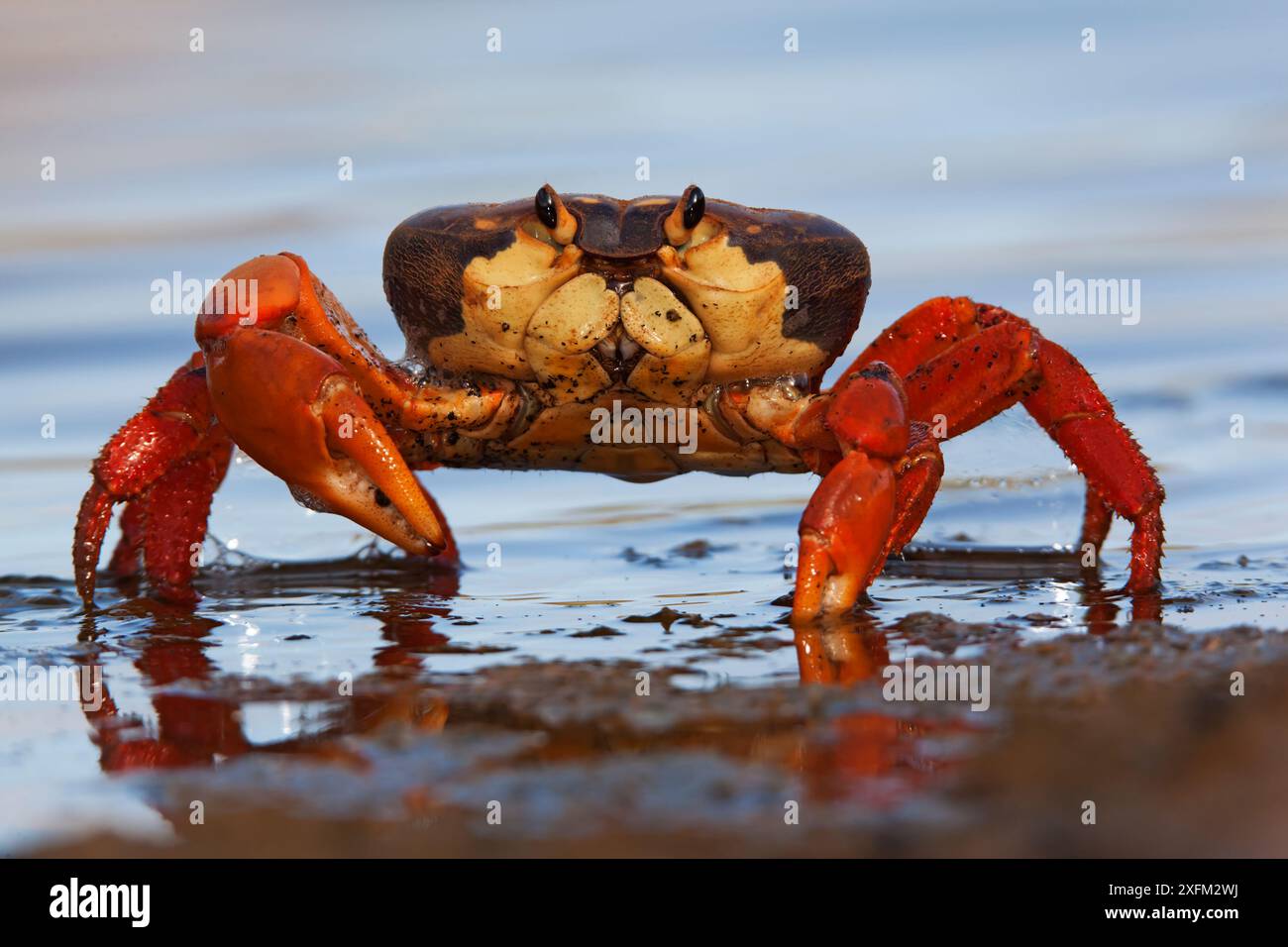 Land Crab (Gecarcinus planatus), Socorro Island, Revillagigedo ...
