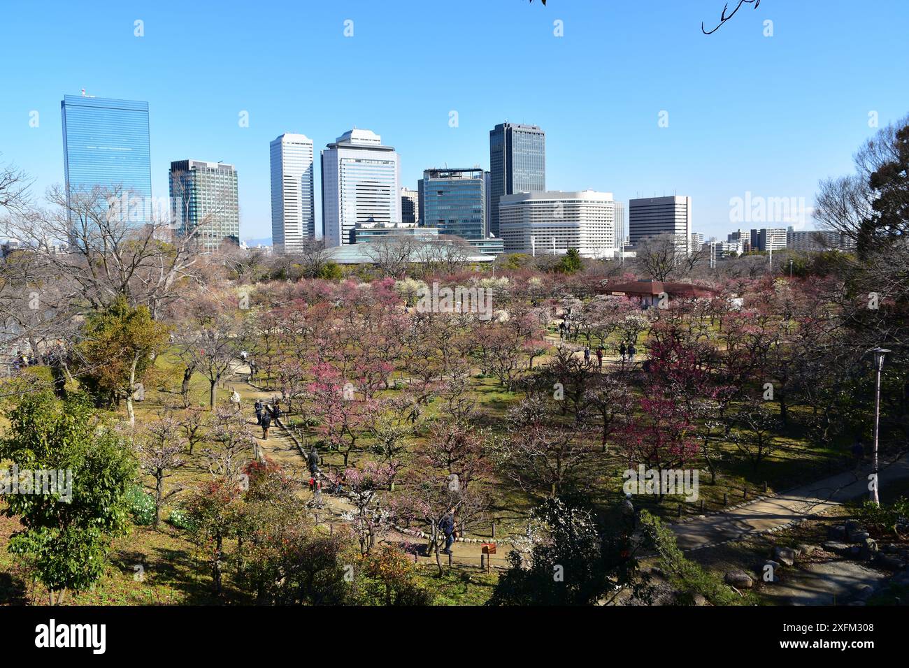 People walking in the plum grove on the Osaka Castle grounds with ...