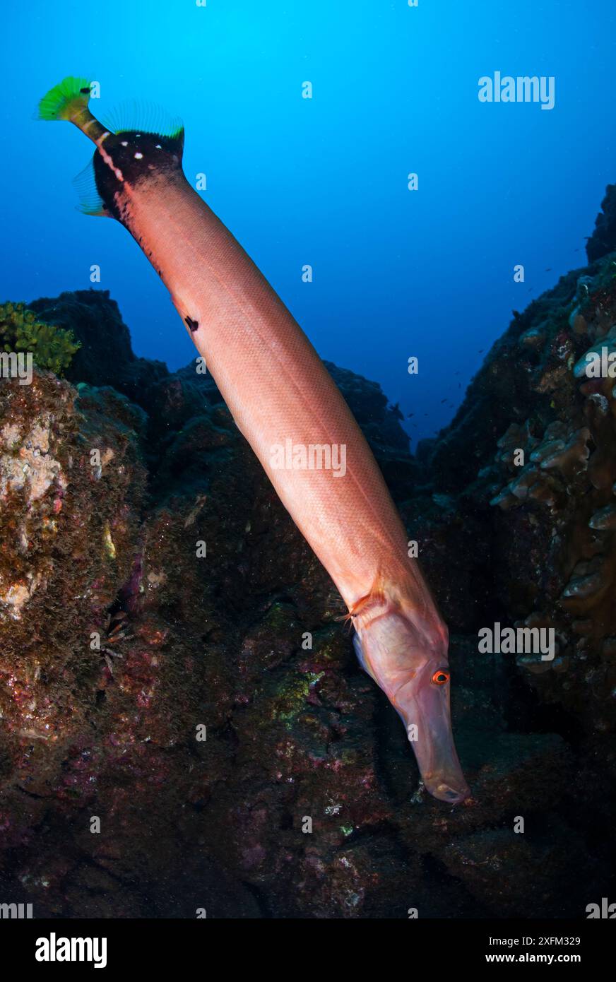 Chinese Trumpet Fish (Aulostomus chinensis), San Benedicto Island ...