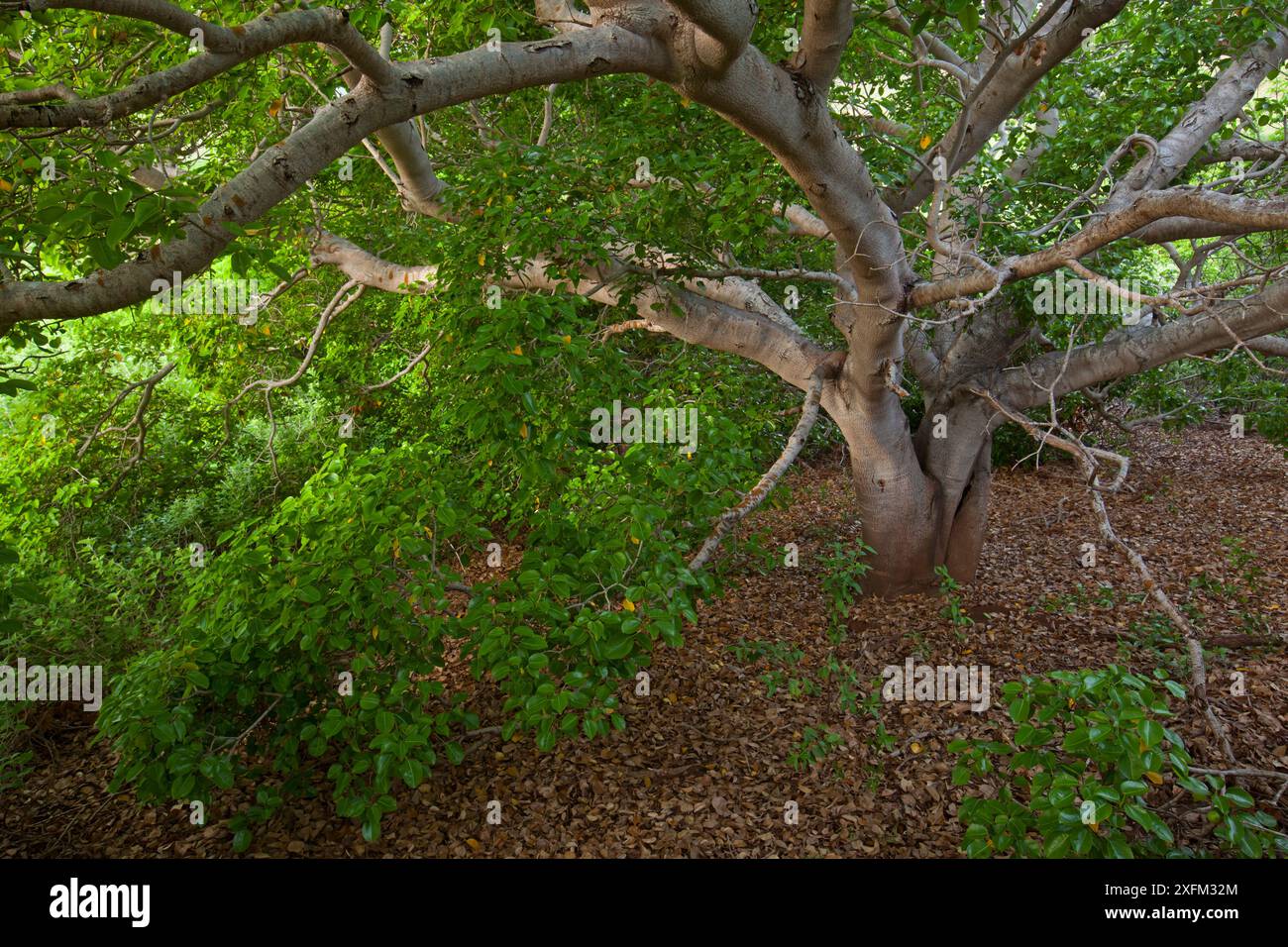 Manchineel Tree (Hippomane mancinella), Socorro Island, Revillagigedo ...