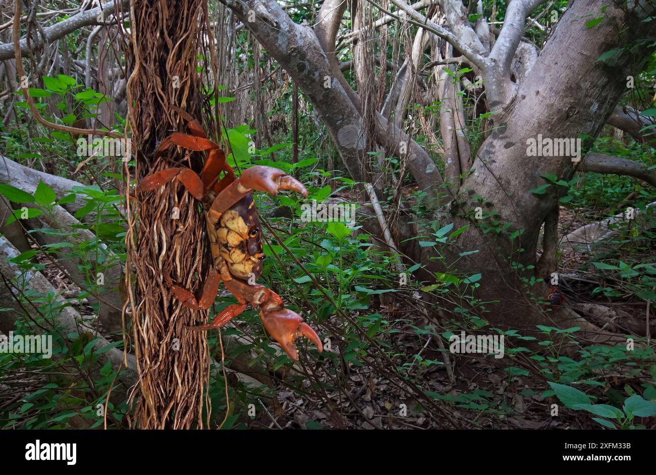 Land Crab (Gecarcinus planatus) in defensive display on Fig Tree (Ficus ...