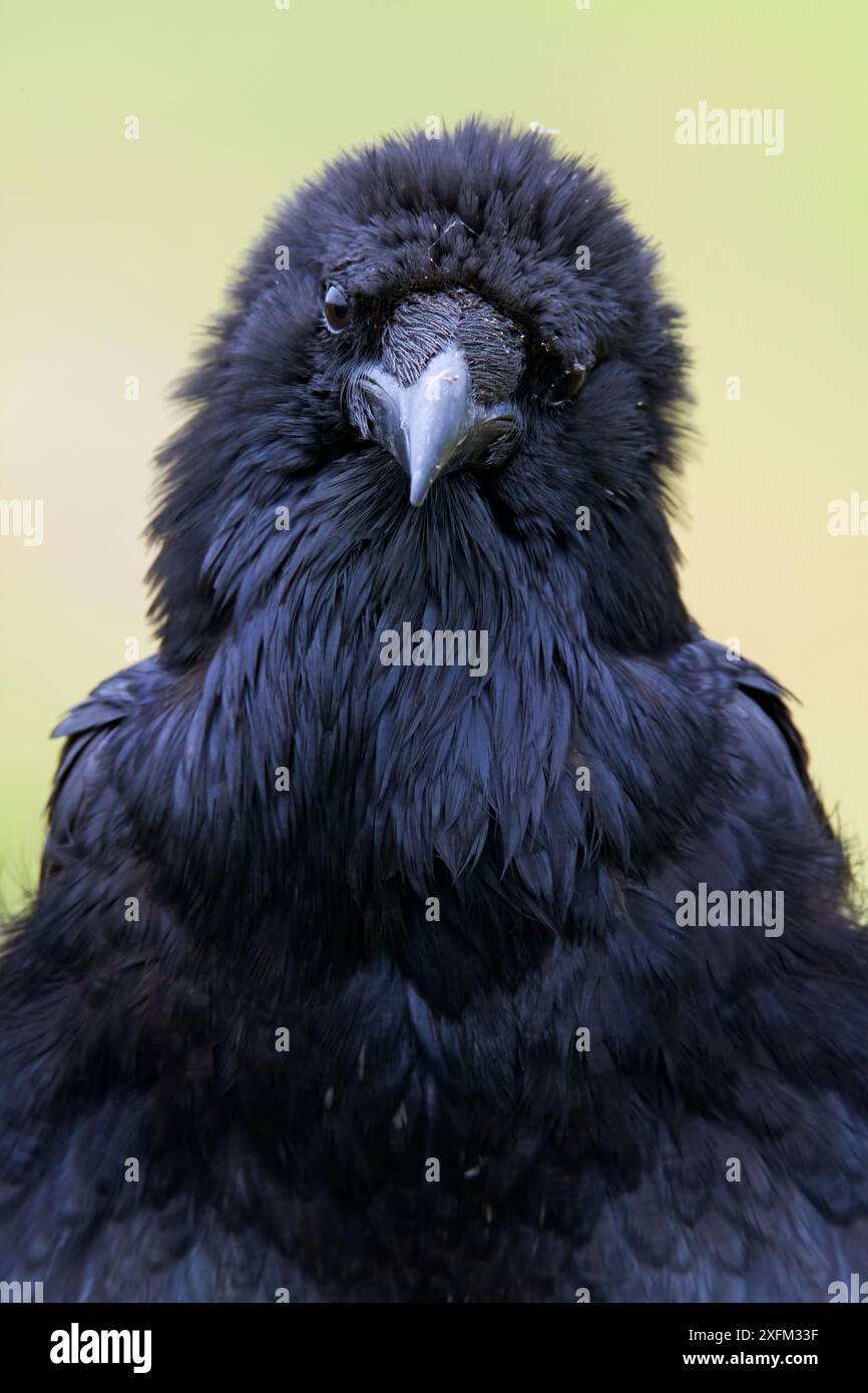 Clarion Raven (Corvus corax clarionensis), Clarion Island ...