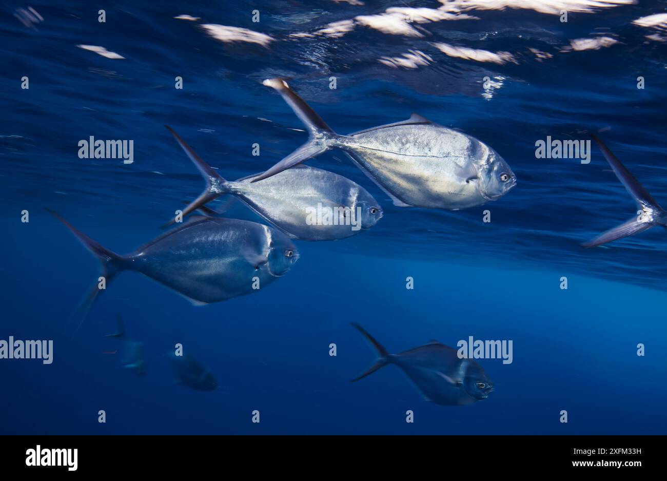 Steel Pompano (Trachinotus stilbe), Roca Partida islet, Revillagigedo ...