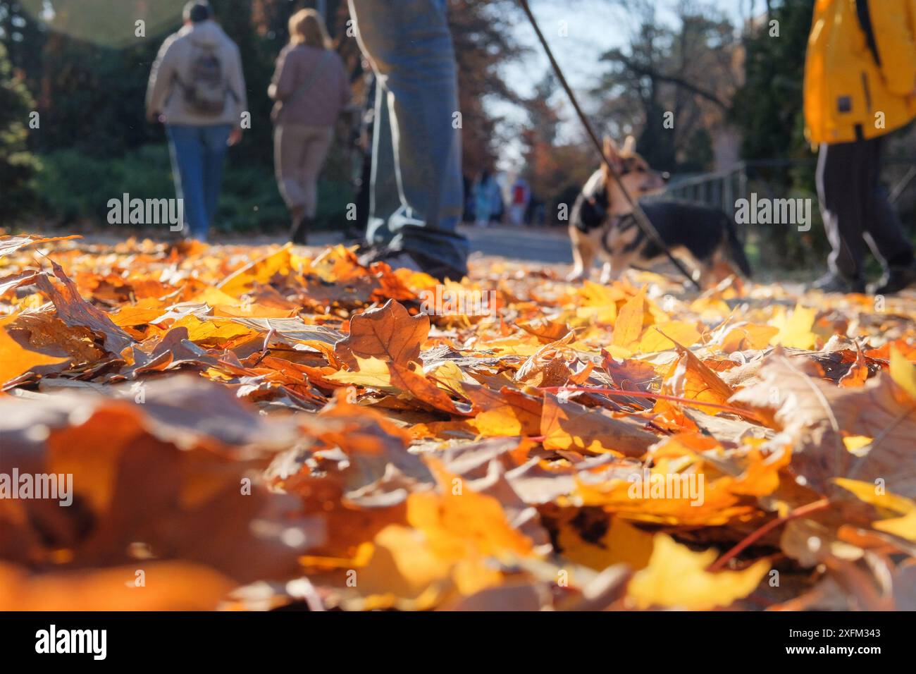 People are walking in autumn park. Sunny weather in autumn. Bright ...