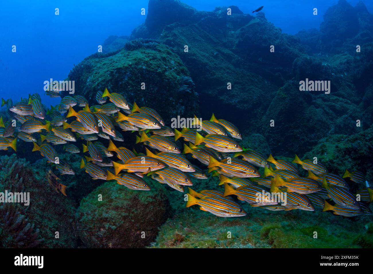 Blue and Gold Snapper (Lutjanus viridis), San Benedicto Island ...