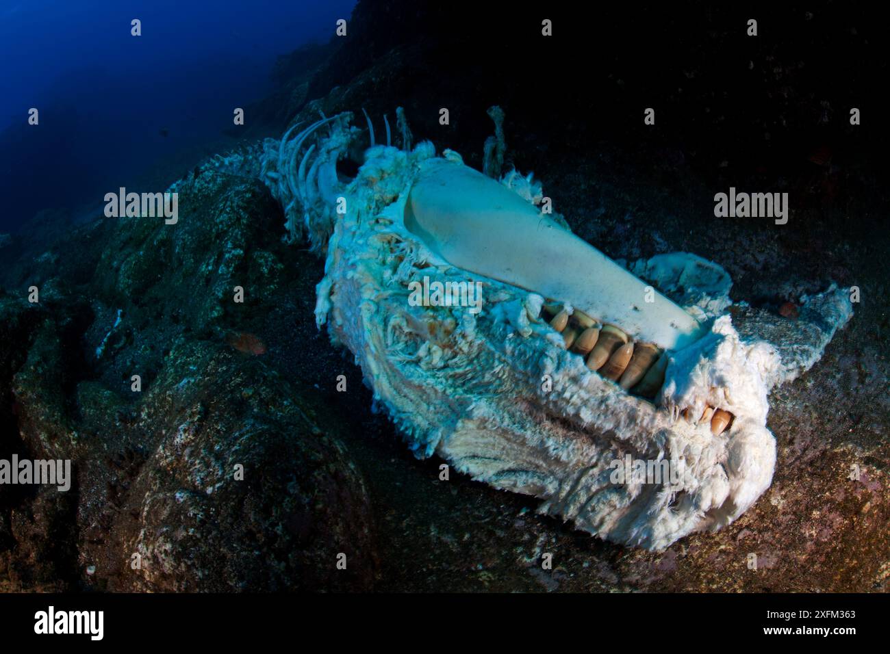Dead orca hi-res stock photography and images - Alamy