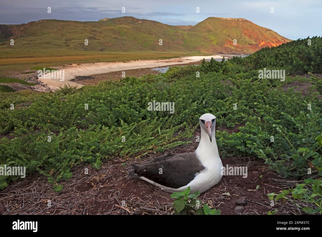 Laysan Albatross (Phoebastria immutabilis) on nest, Clarion Island ...