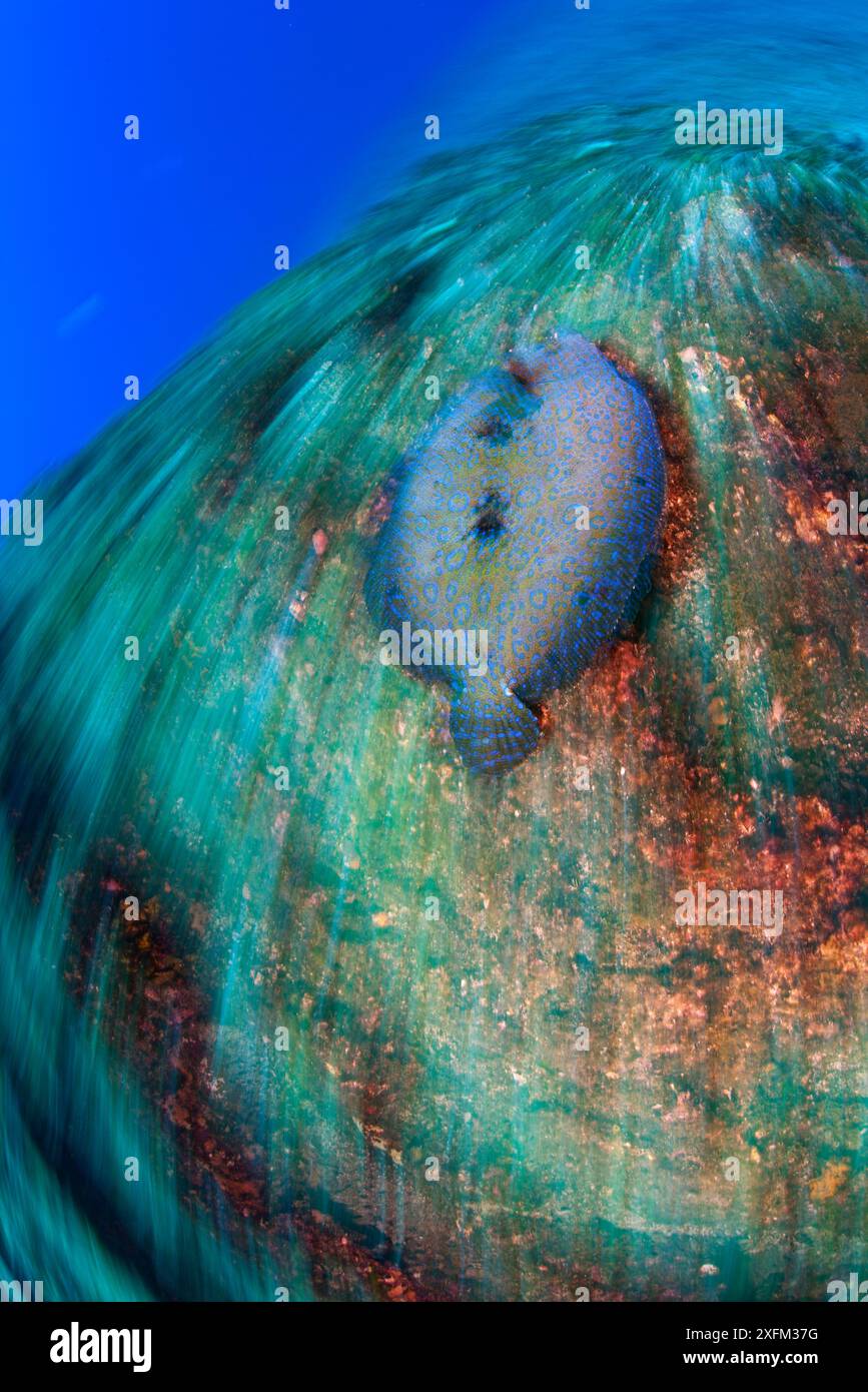 Tropical Flounder (Bothus mancus) swimming, San Benedicto Island ...