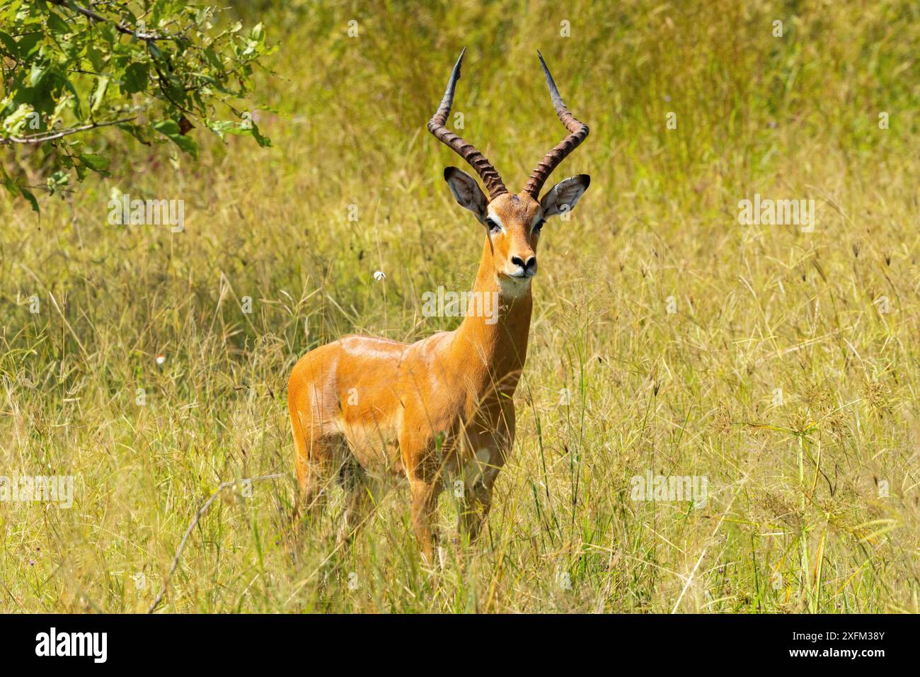 During the rut an Impala ram has a stressful time constantly having to ...