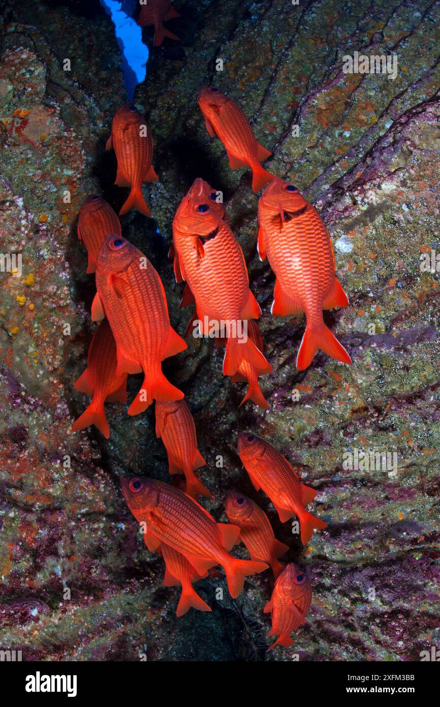 Blotcheye / Bigscale Soldierfish (Myripristis berndti), San Benedicto ...
