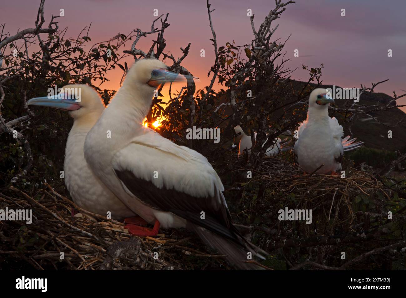 Red Footed Booby (Sula sula) colony, Clarion Island, Revillagigedo ...
