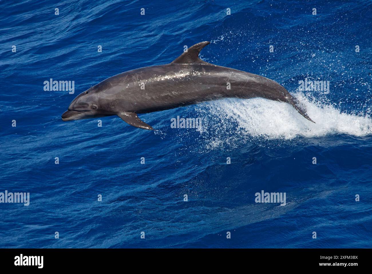 Common Bottlenose Dolphin (Tursiops truncatus), San Benedicto Island ...
