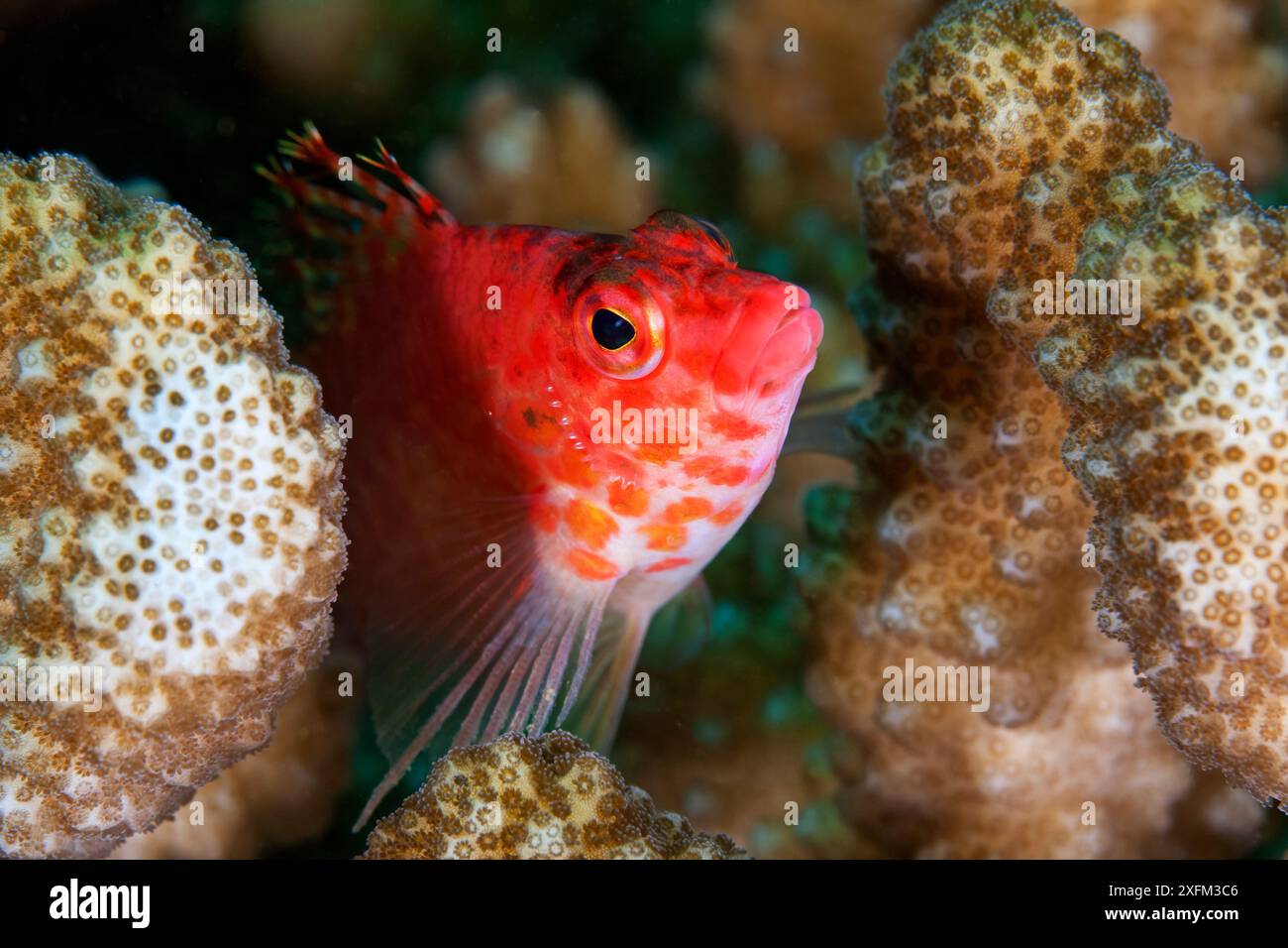 Grandimaculatus hi-res stock photography and images - Alamy