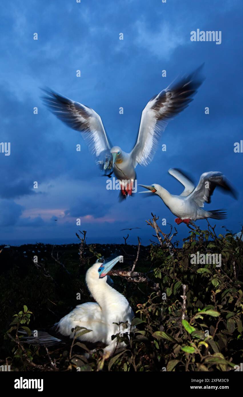 Red Footed Booby (Sula sula) arriving at nest with nesting material ...