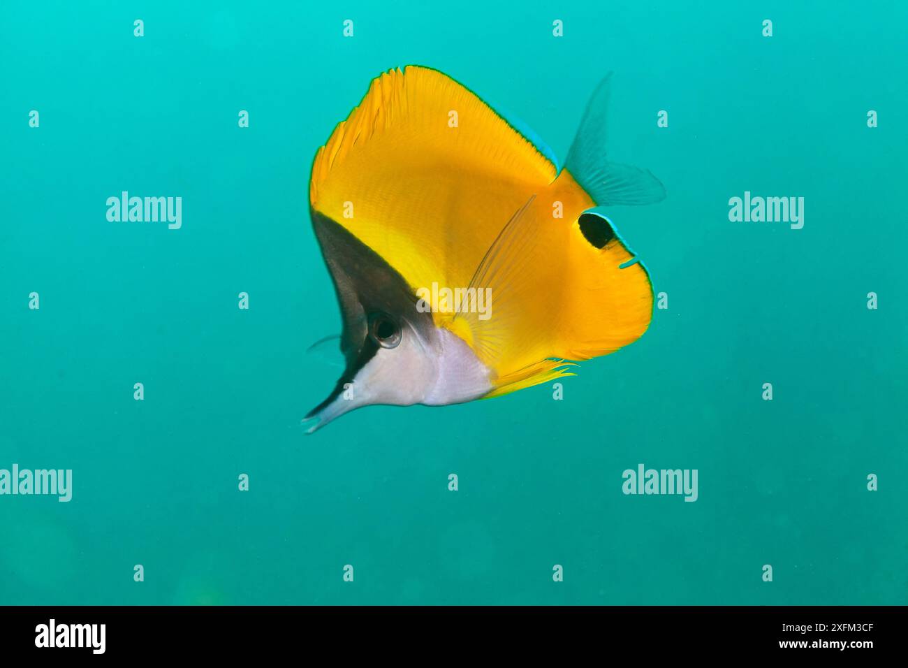 Big Long-nosed Butterflyfish (Forcipiger flavissimus), Socorro Island ...