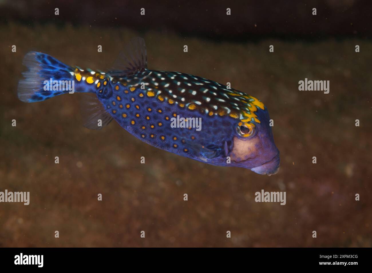 Blue spotted boxfish hi-res stock photography and images - Alamy