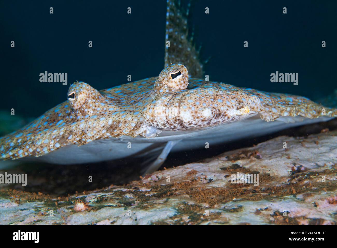 Tropical Flounder (Bothus mancus), Socorro Island, Revillagigedo ...