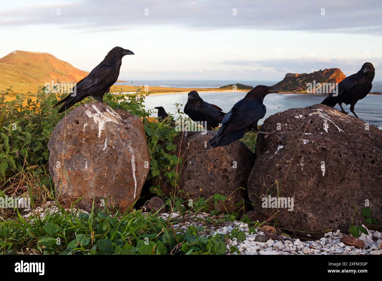 Clarion ravens (Corvus corax clarionensis), Clarion Island ...