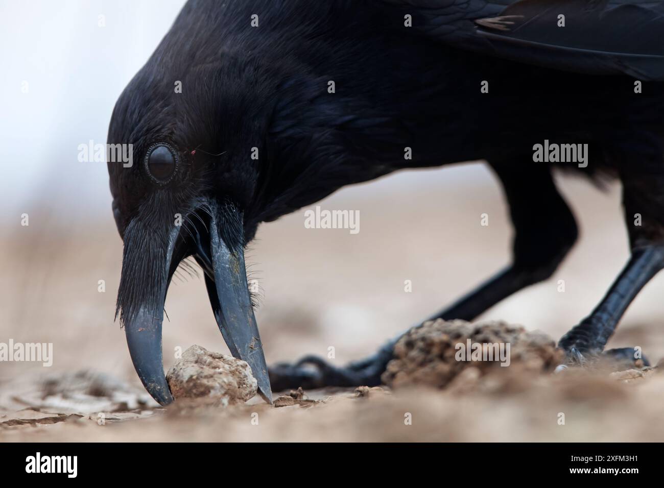 Clarion Raven (Corvus corax clarionensis) investigating rock, Clarion ...