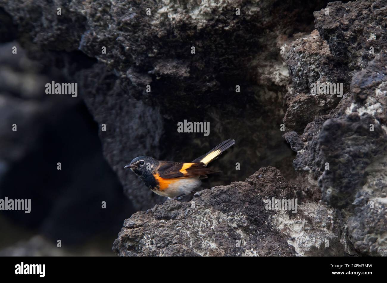 American redstart (Setophaga ruticilla), migrant, San Benedicto Island ...