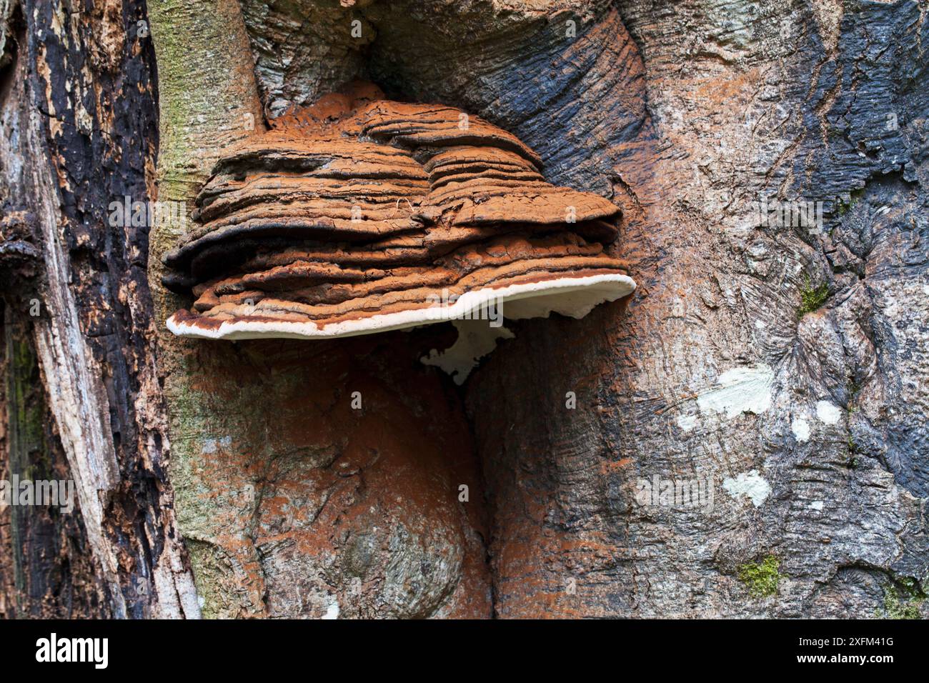 Southern bracket (Ganoderma australe) growing on Beech (Fagus sylvatica ...
