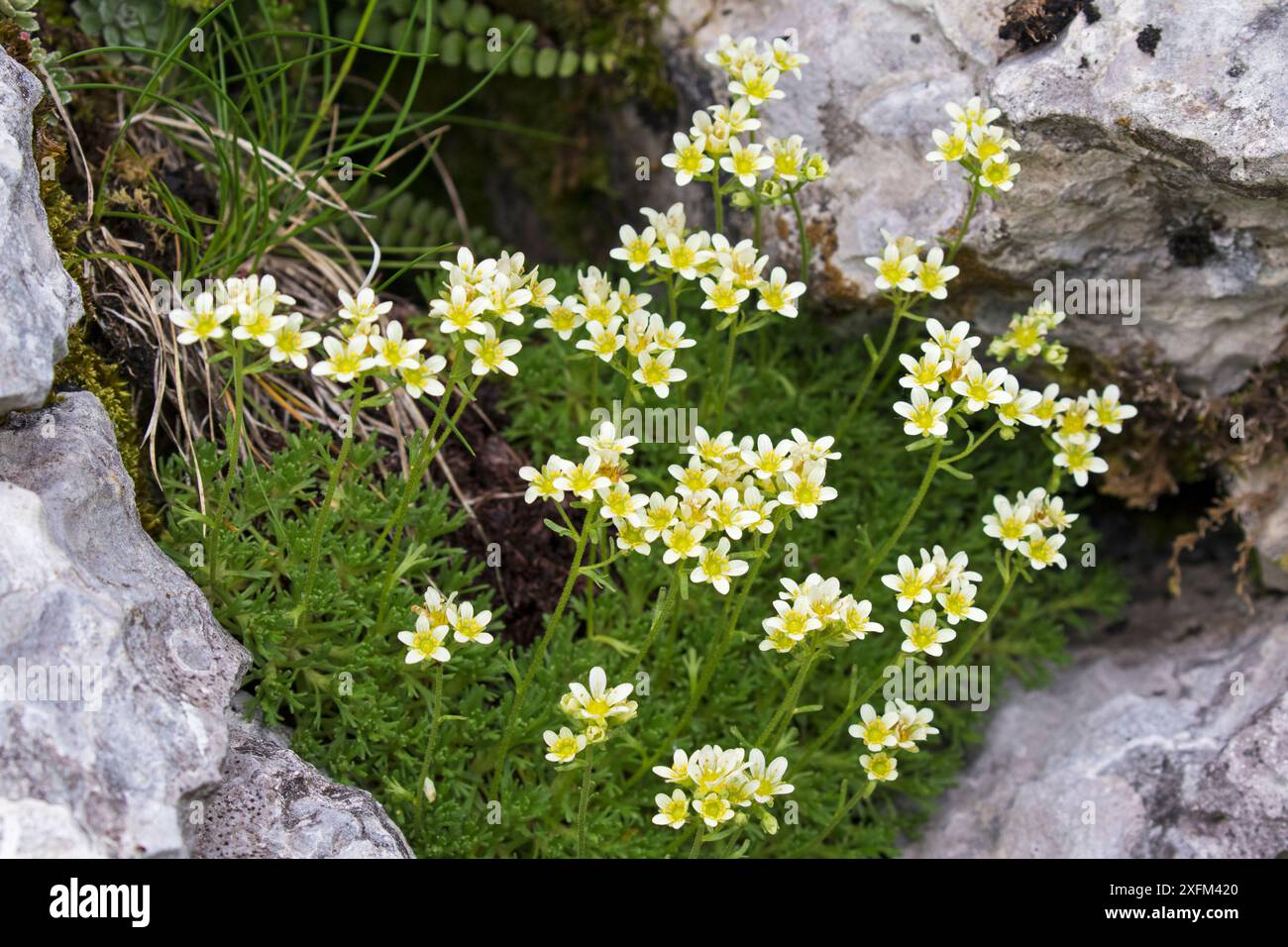 White musky saxifrage (Saxifraga exarata) growing in a hole in ...