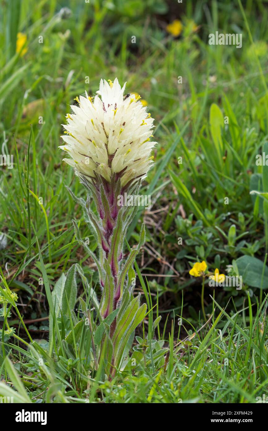 Yellow bellflower (Campanula thyrsoides) in alpine meadow Vallon de ...