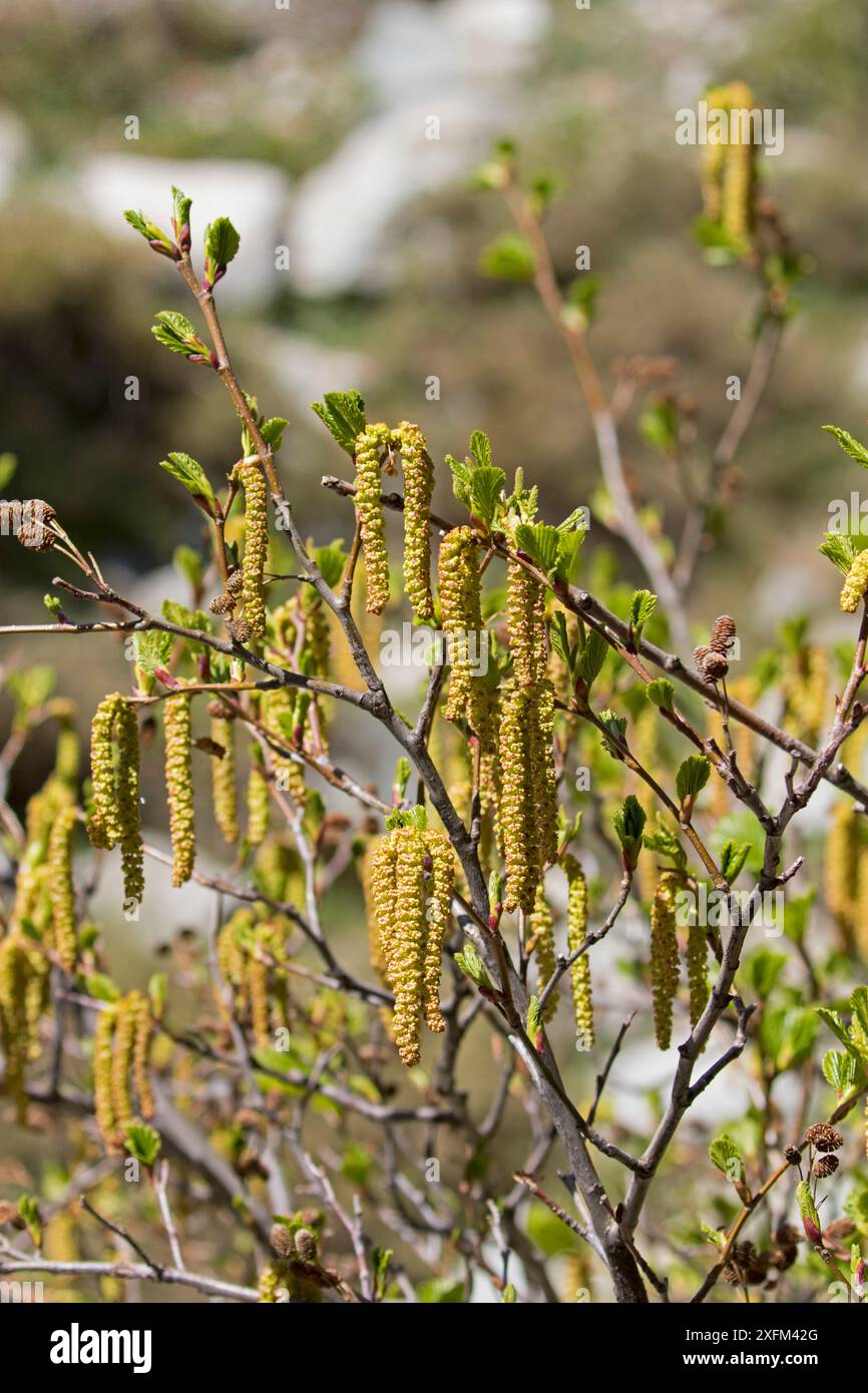 Green alder (Alnus alnobetula subsp. suaveolens) catkins Restonica ...