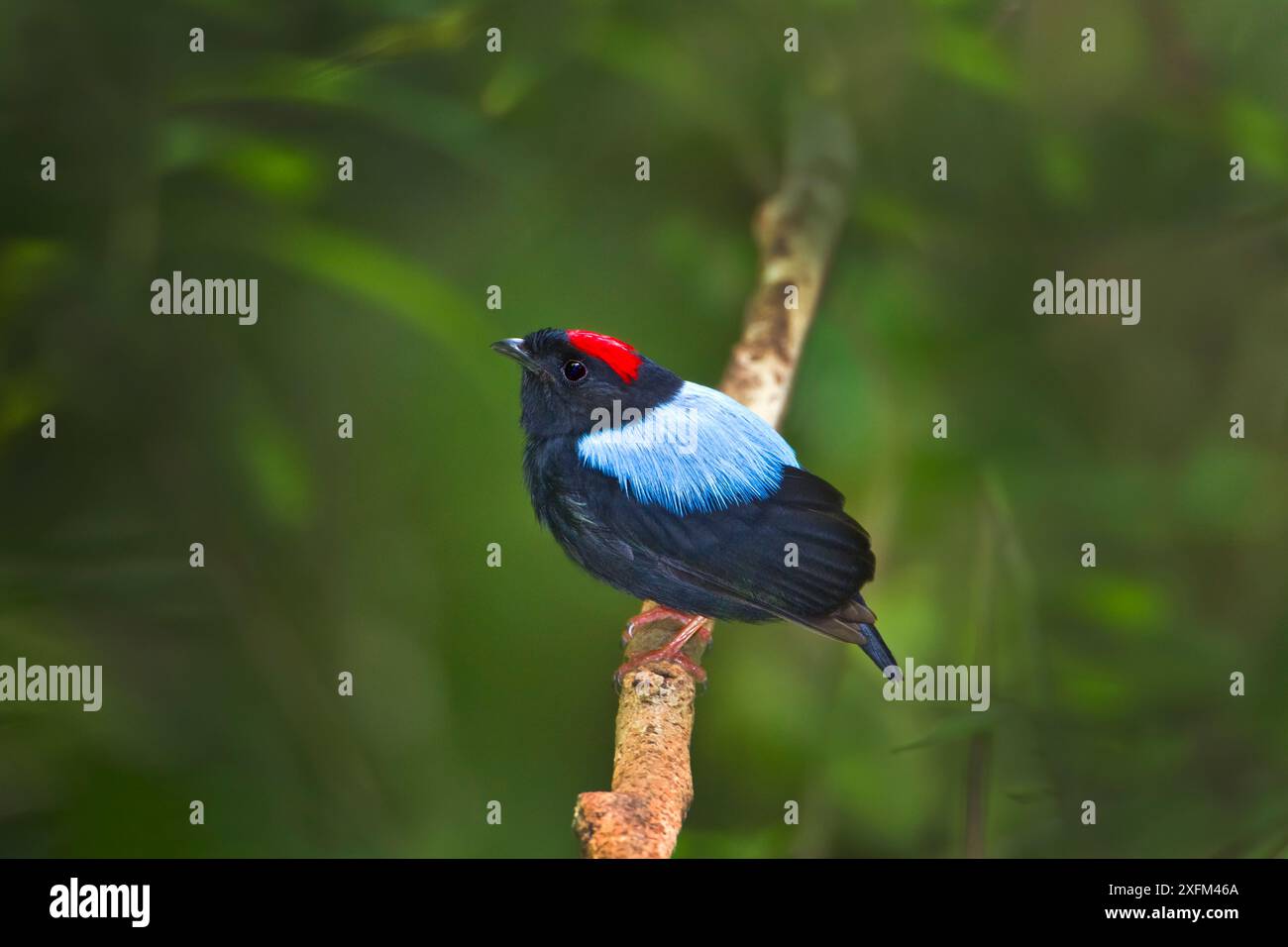 Dense rainforest with animals hi-res stock photography and images - Alamy