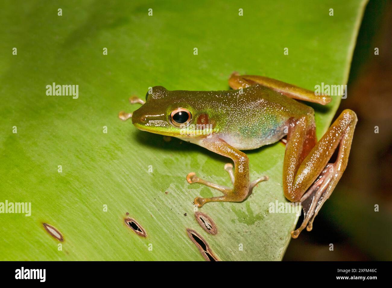 Tasek merimbun brunei hi-res stock photography and images - Alamy