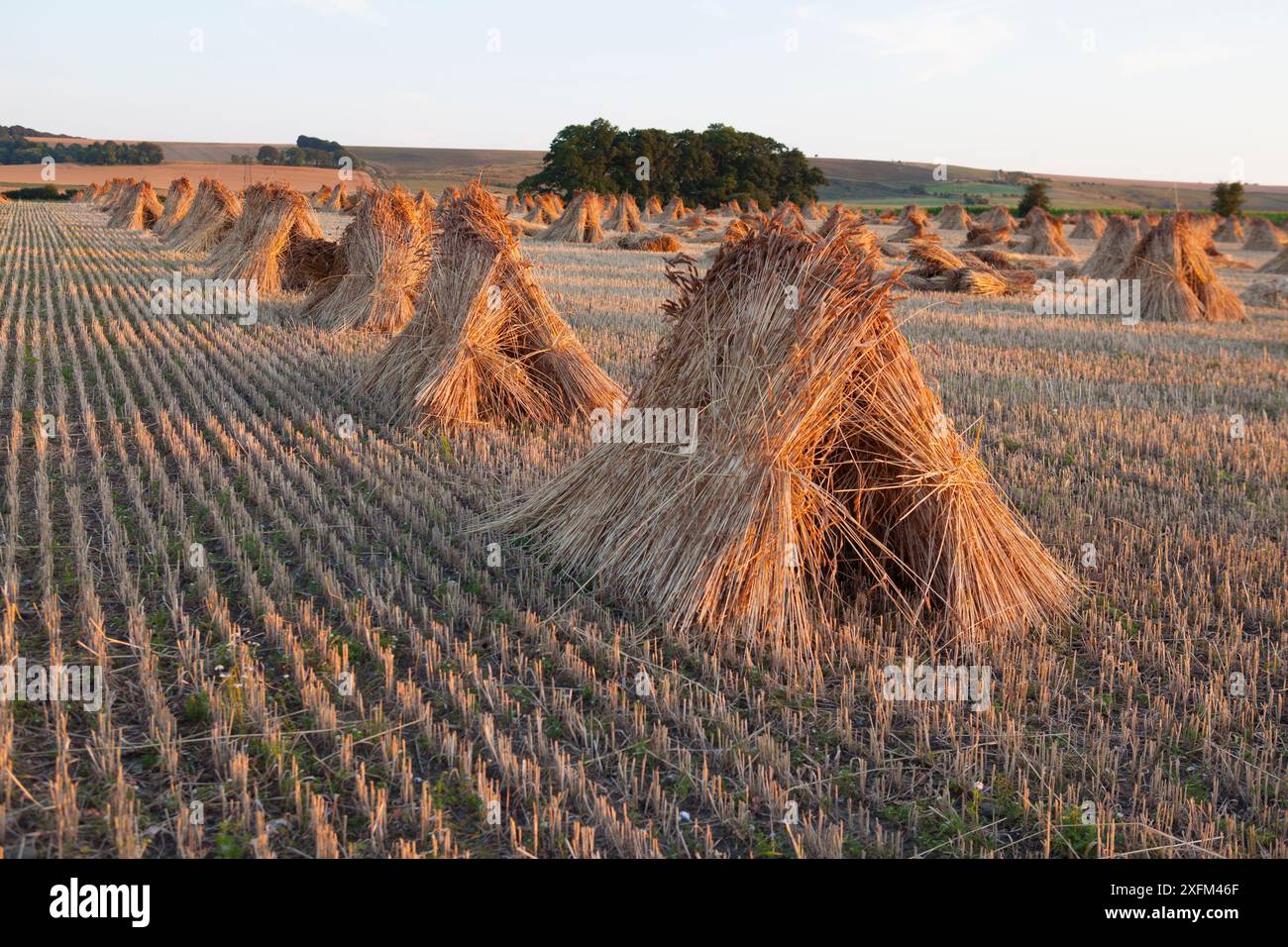 Traditional thatching stooks / wheatsheaf drying in field, Wiltshire ...