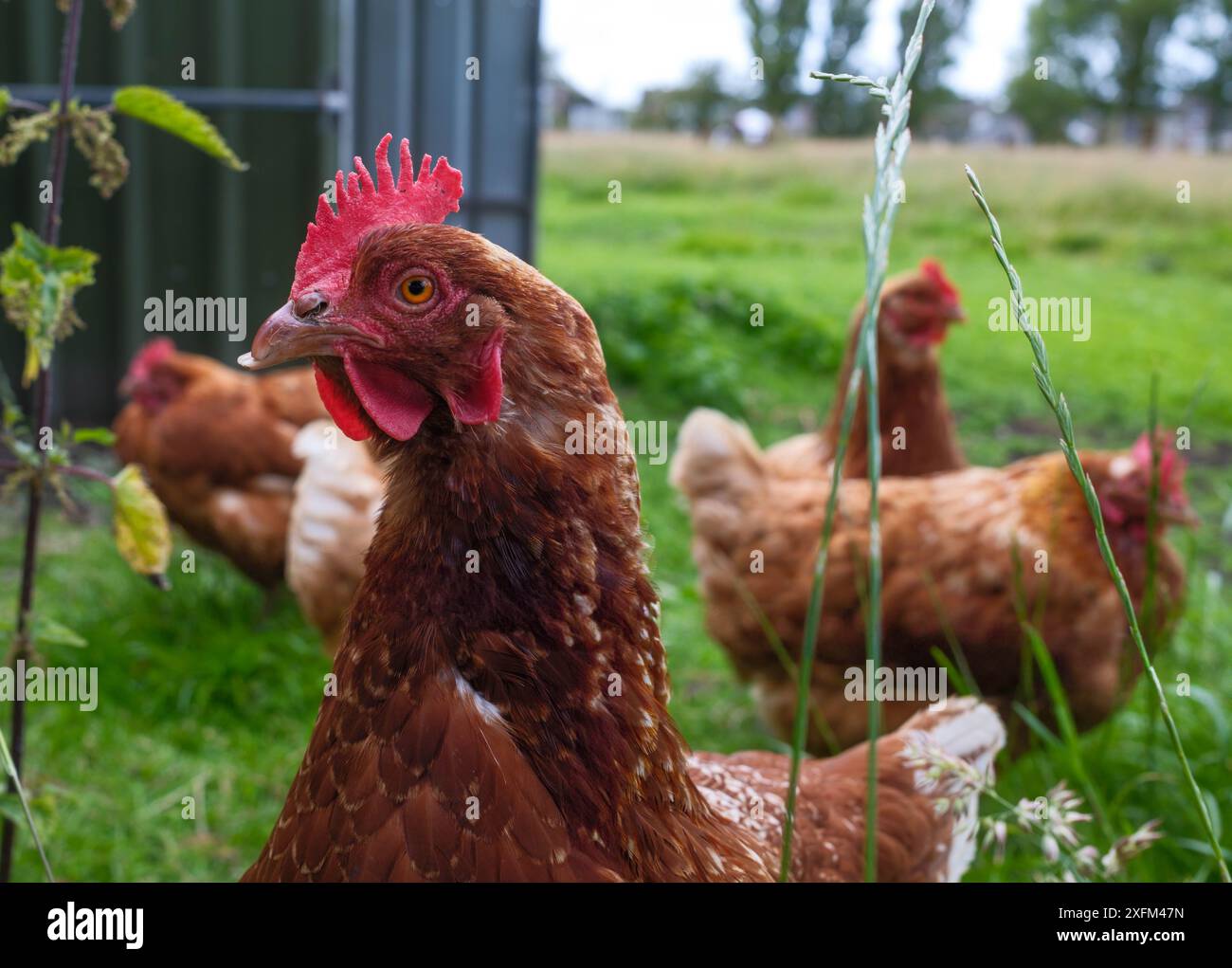 Free-Range Hens in a Rustic Farm Setting. A close-up of the brown ...