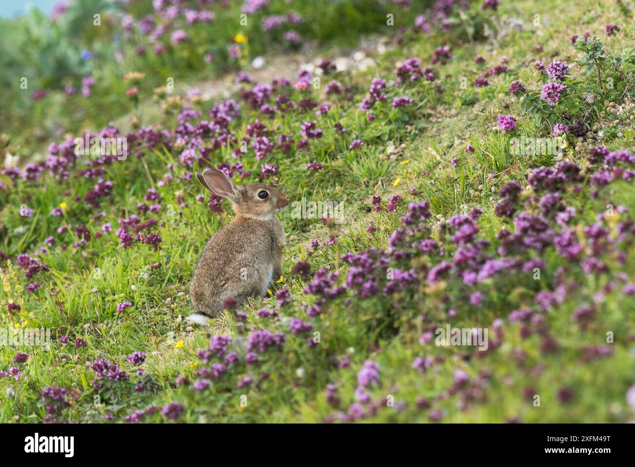 European Rabbit (Oryctolagus cuniculus) and wild Thyme (Thymus sp ...