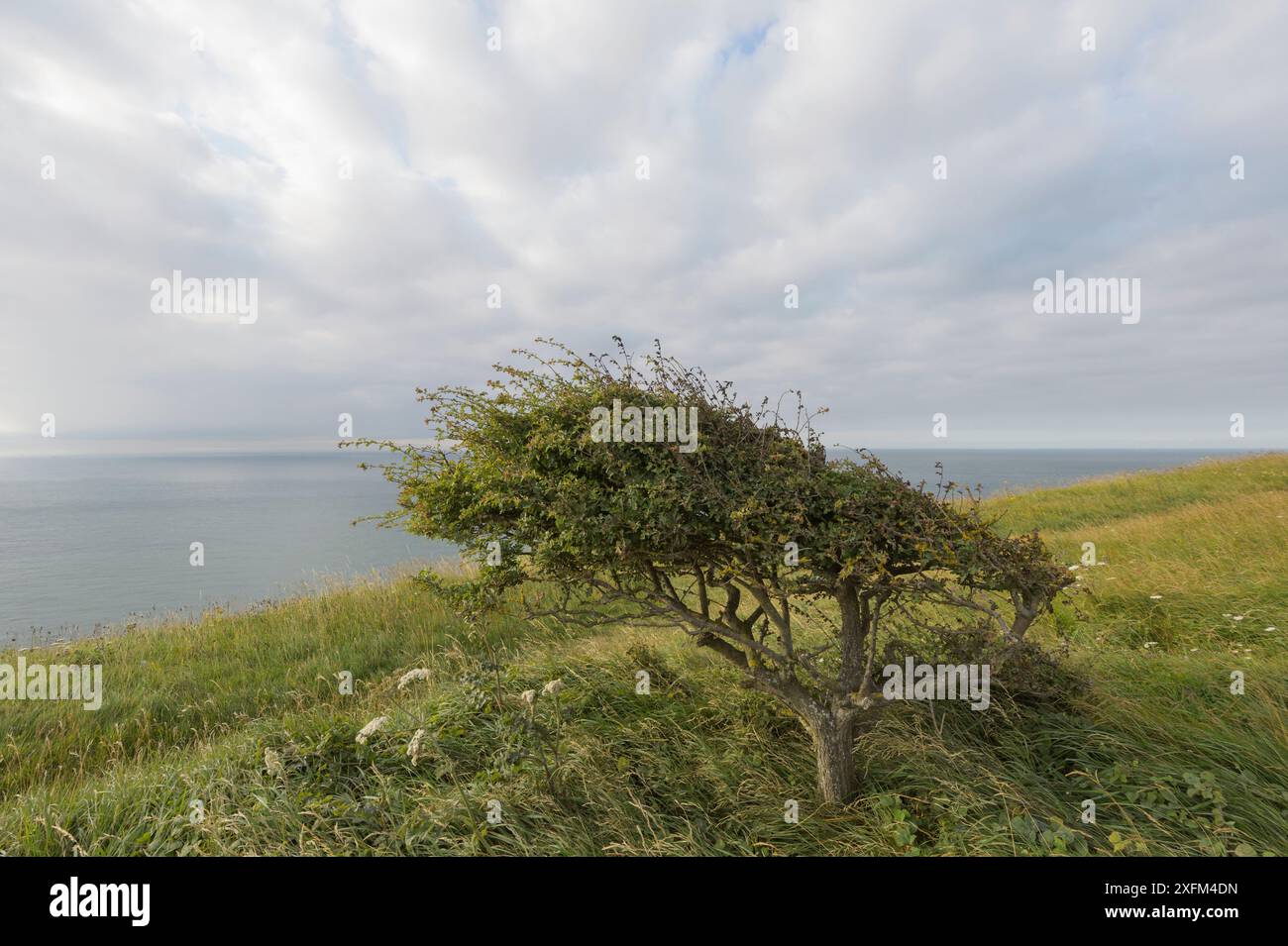 Hawthorn tree (Crataegus monogyna) on cliff top shaped by prevailing ...