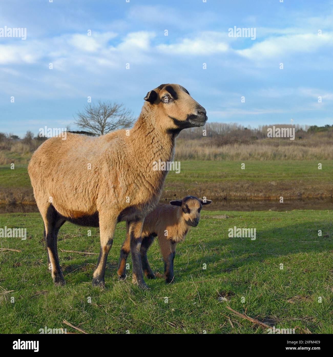 Mouton Cameroun sheep female with lamb, l'ile d'Olonne marsh, Vendee ...