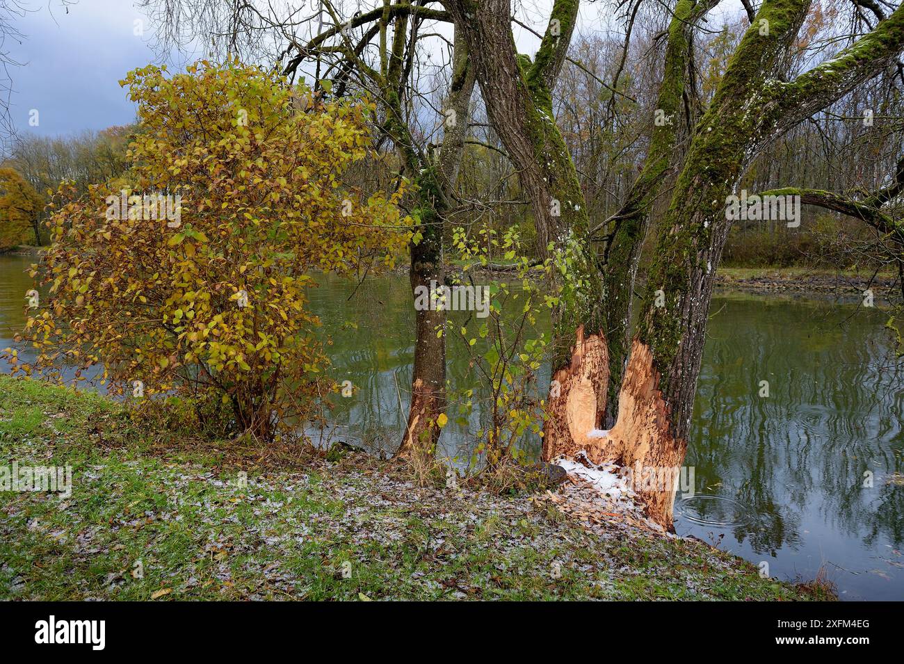 Beaver (Castor fiber) marks on base of tree, Lac de Neuchatel ...