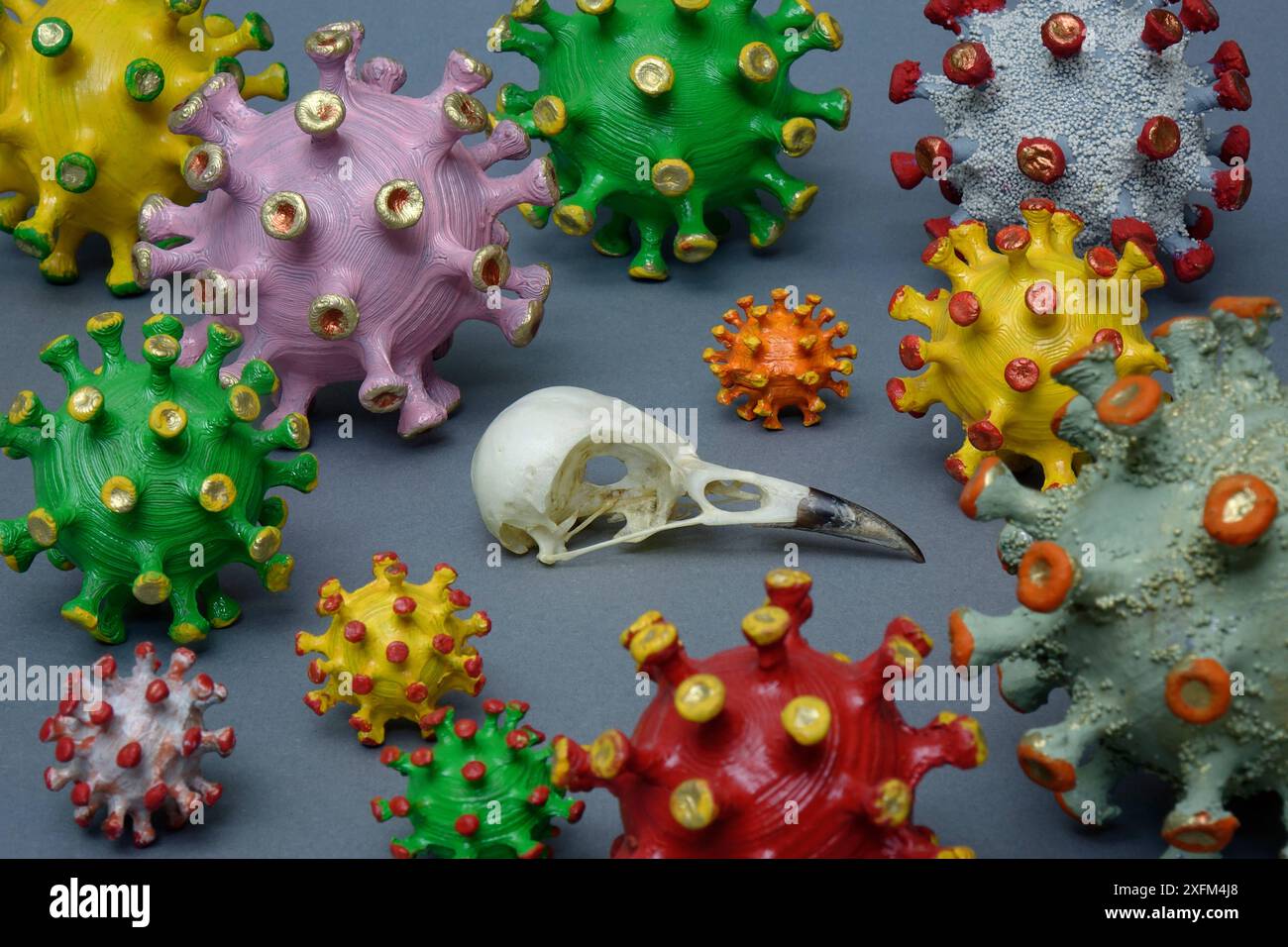 Virusmodelle und Kopfskelett eines Spechtes Virusmodelle und ...