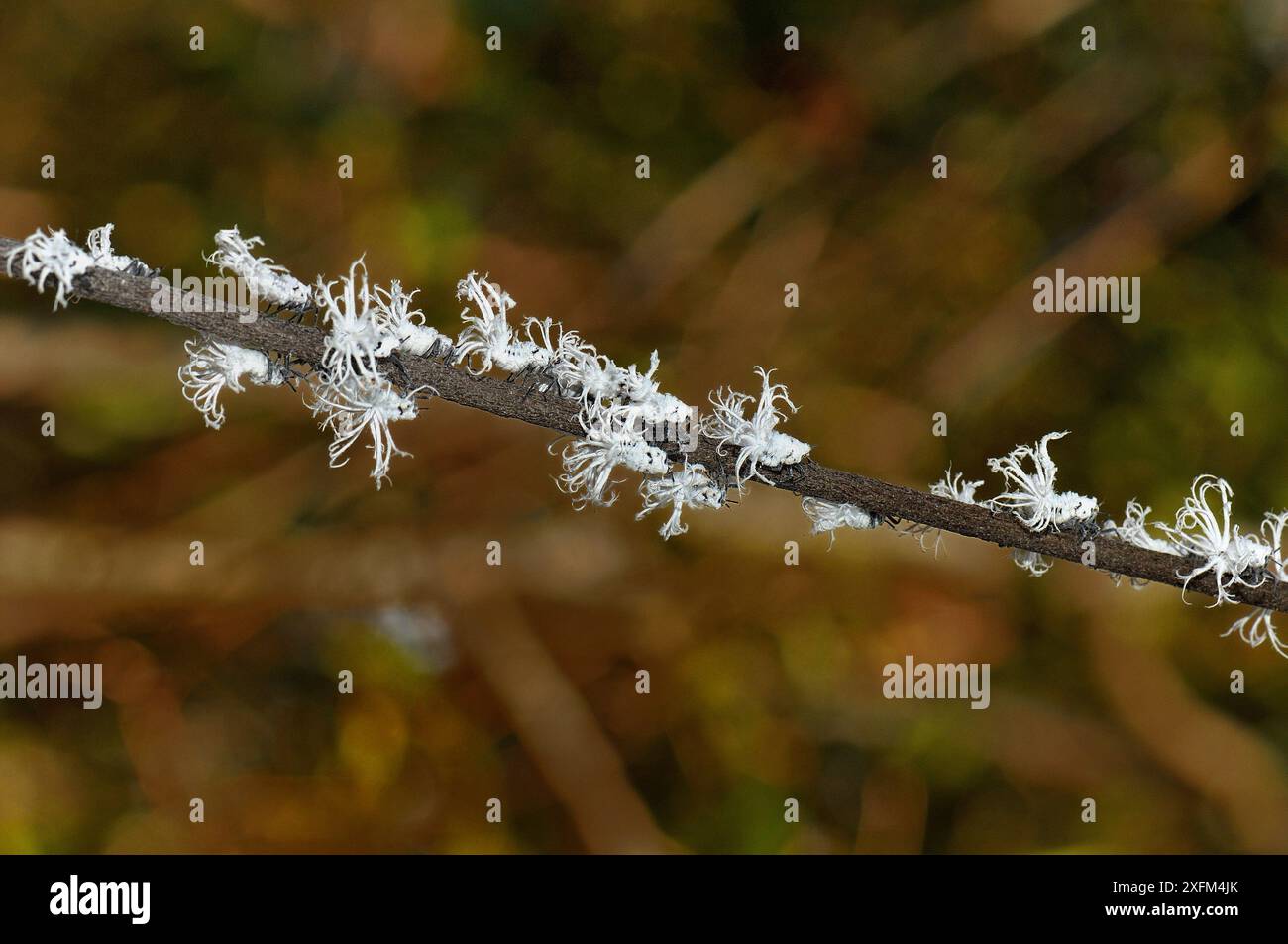 Flatid flatidae insect insects hi-res stock photography and images - Alamy