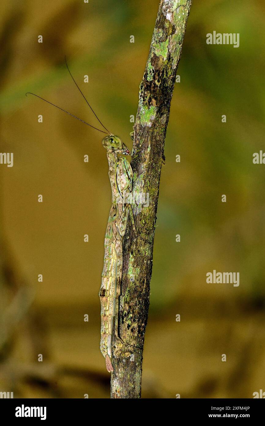 Warbled hi-res stock photography and images - Alamy