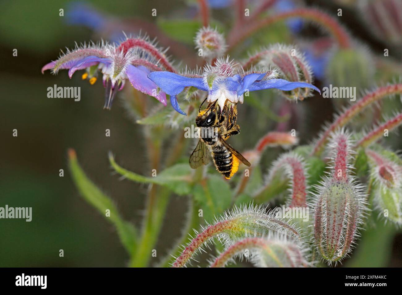 Patchwork leaf-cutter bee (Megachile centuncularis) feeding on Borage ...